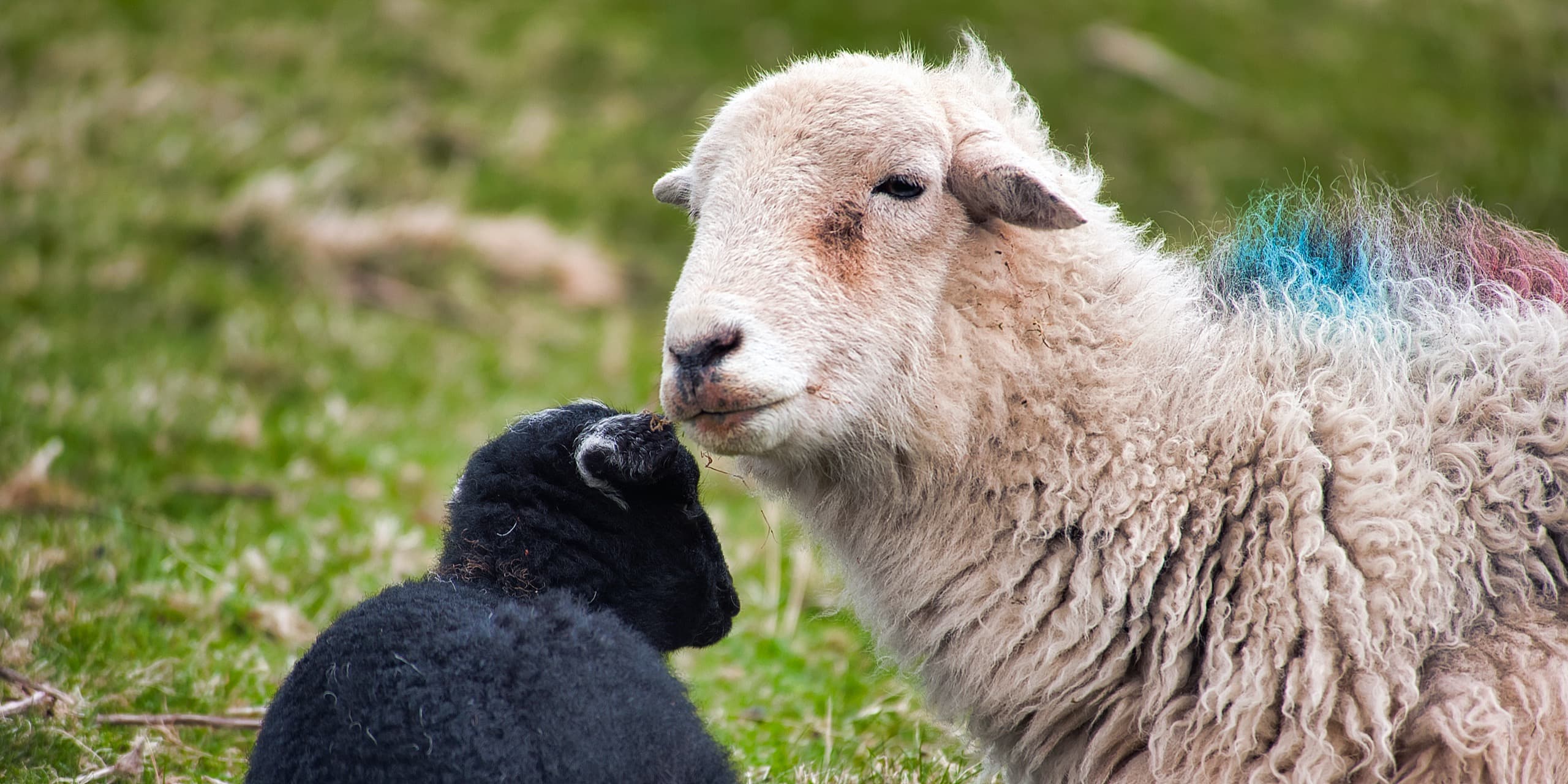 Lambing Time On A Herdwick Farm - The Herdy Company