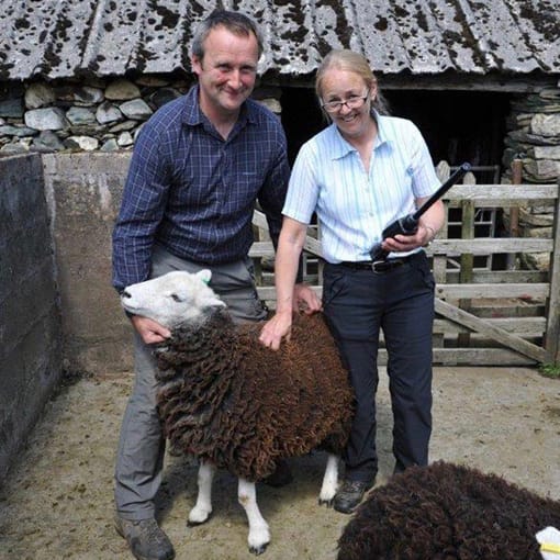 ID for Sheep - The Herdy Company