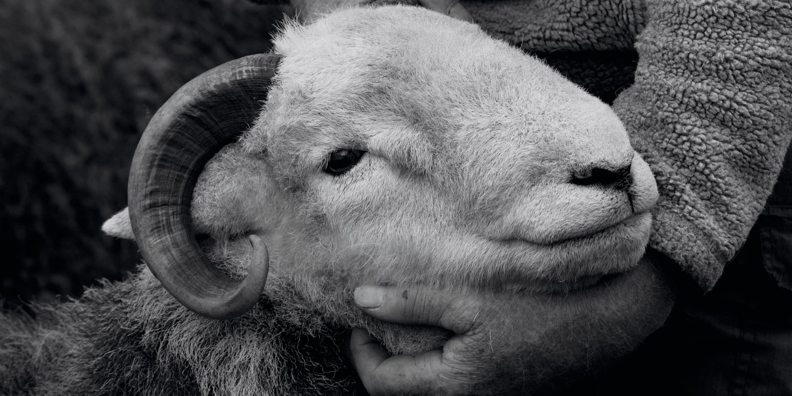 The Herdyfund Goes Charitable - The Herdy Company