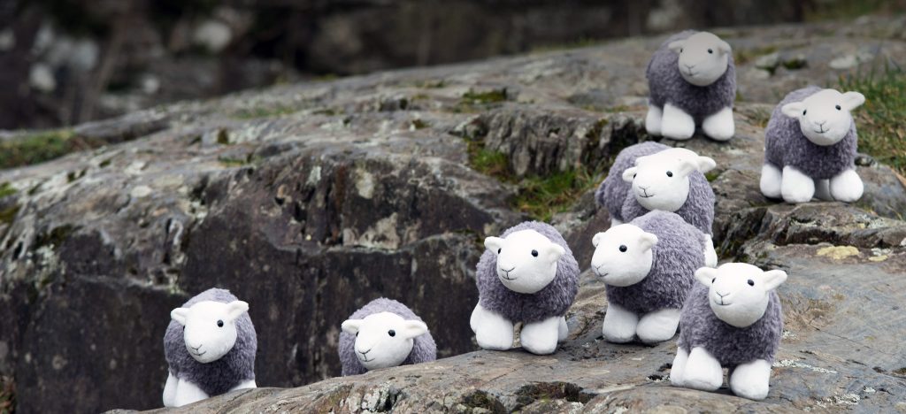 Home | The Herdy Company
