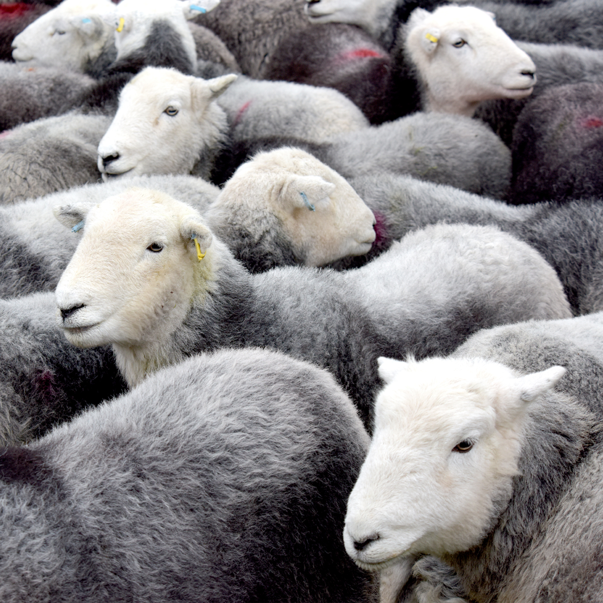 The Great Herdwick Gather: A Timeless Tradition - The Herdy Company